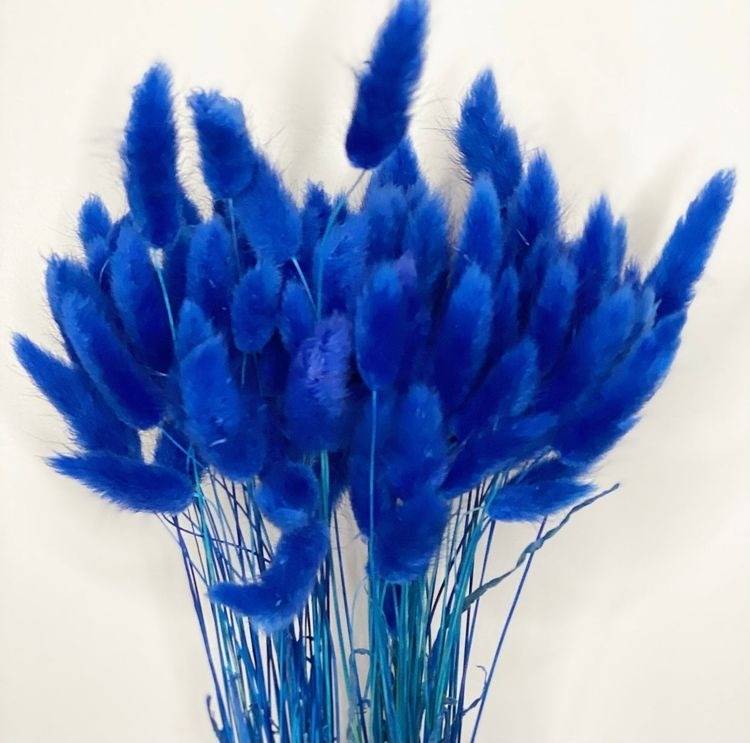 Royal Blue-Bunny tails-set of 50 stems – Banjara Market