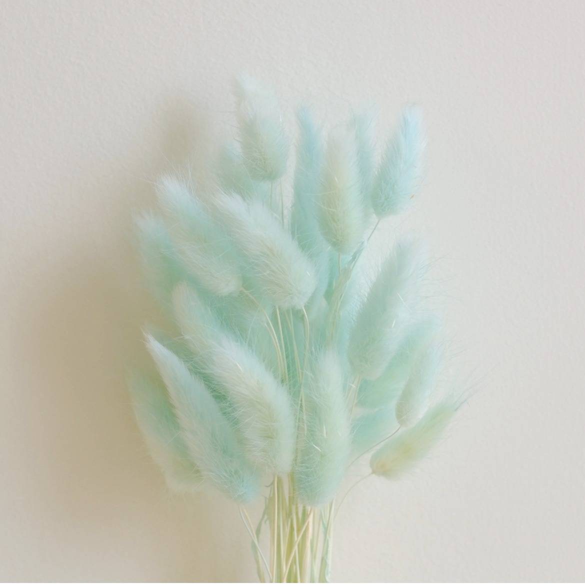 Mint Green Bunny tails-set of 50 stems – Banjara Market