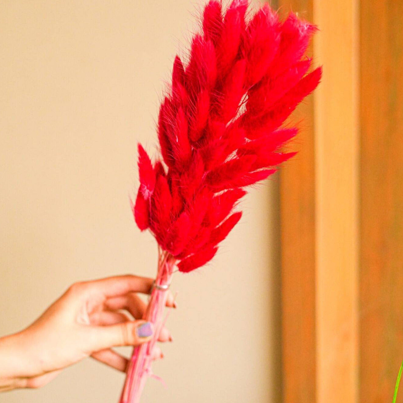 Red Bunny tails-set of 50 stems – Banjara Market